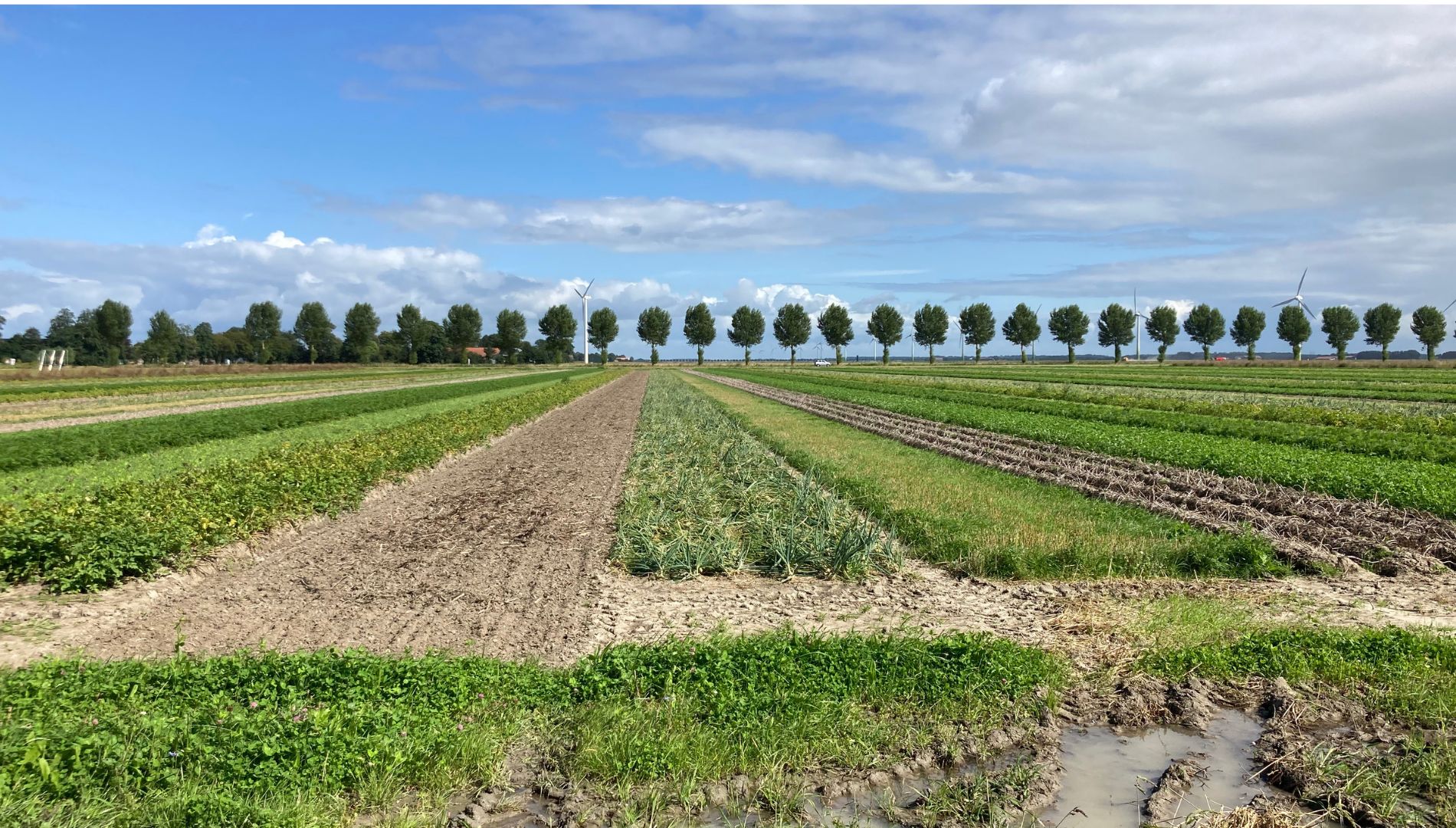 Update gebiedsperspectief | ReGeNL